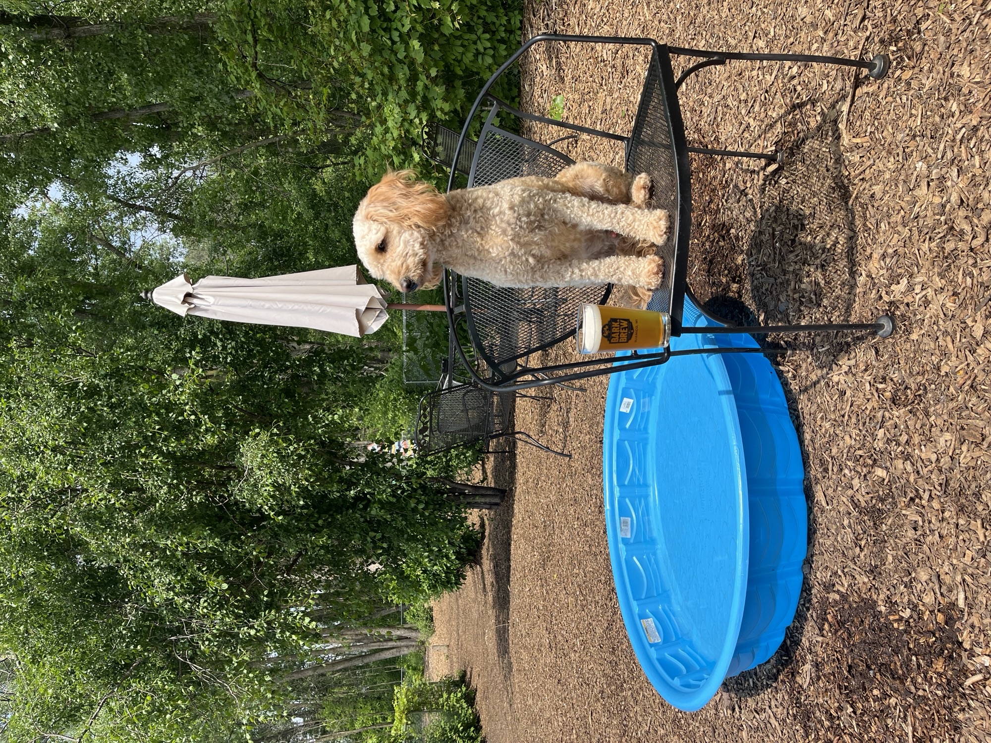 Bark & Brew | Dog Friendly Bar in Green Bay, WI